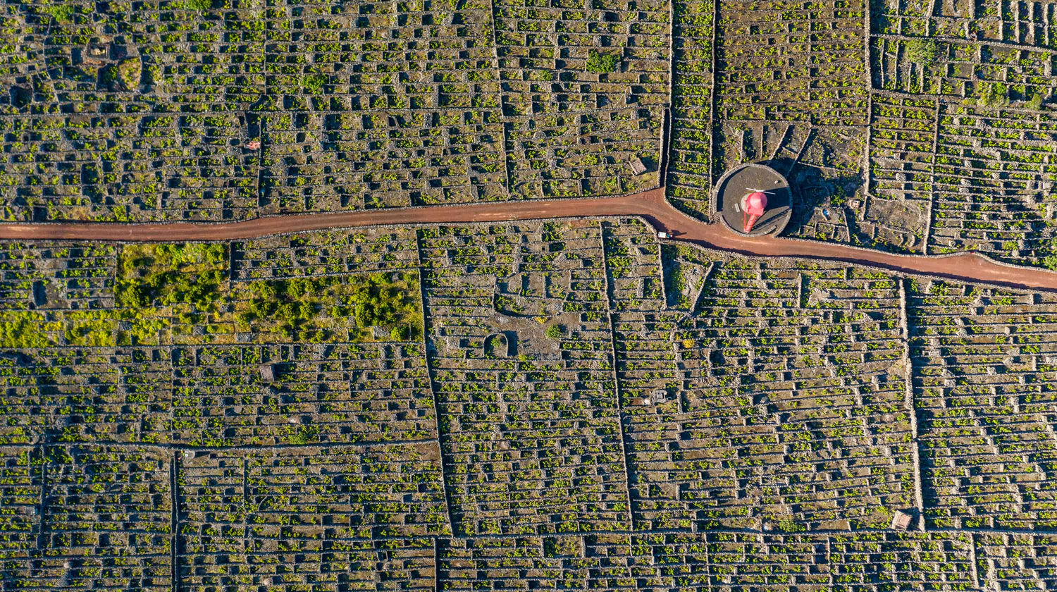 Bird Watching in the Azores: Everything You Need to Know | Azores Getaways