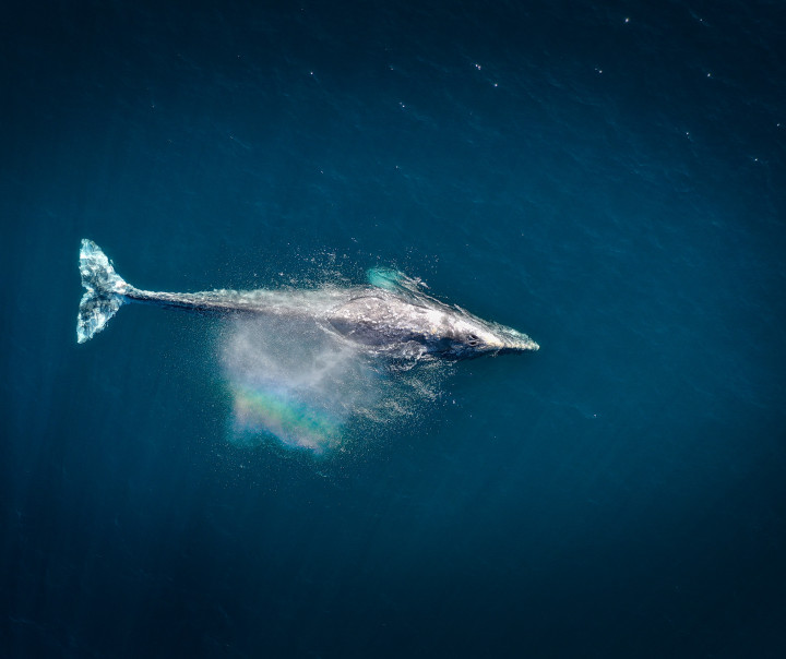 The Azores: From Whale Hunting to Whale Watching Tours | Azores Getaways